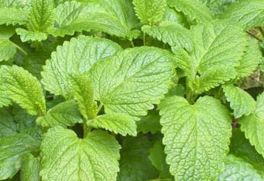 Os benefícios da erva-cidreira