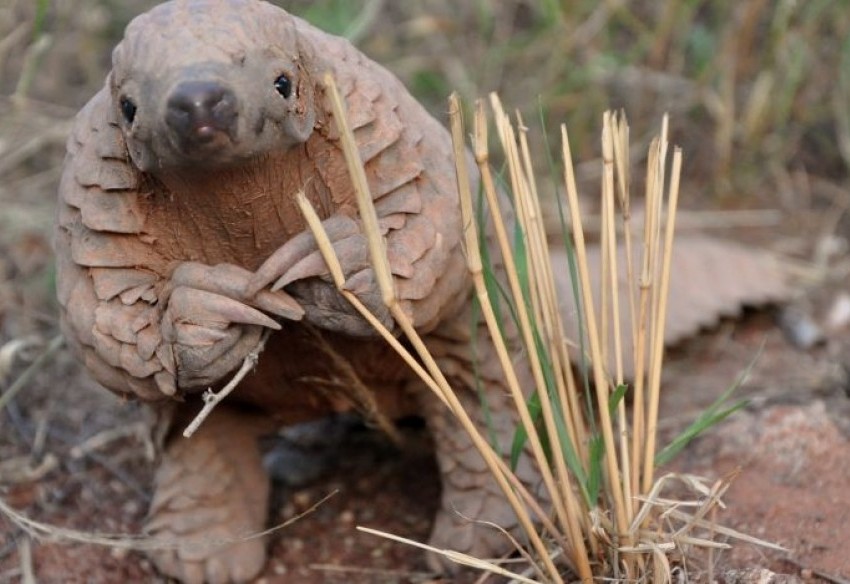 Conheça o misterioso simbolismo do pangolim